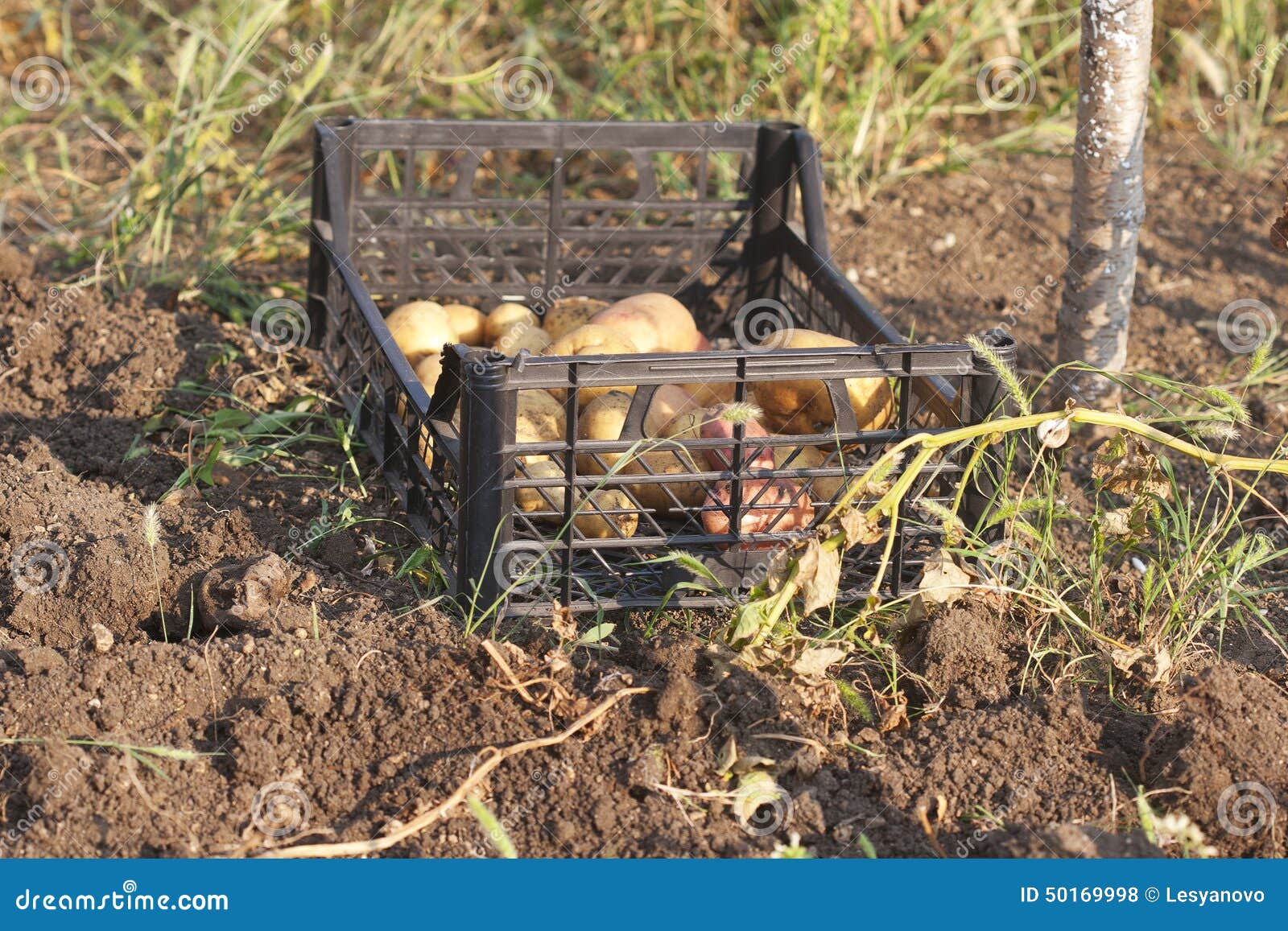 Just Fresh Dug Potatoes in a Box Stock Photo - Image of village, dirty ...