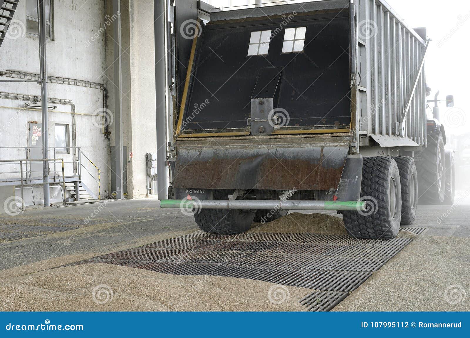 Just Harvested Corn Inside A Trailer. Grain Poured From Truck - Lorry ...