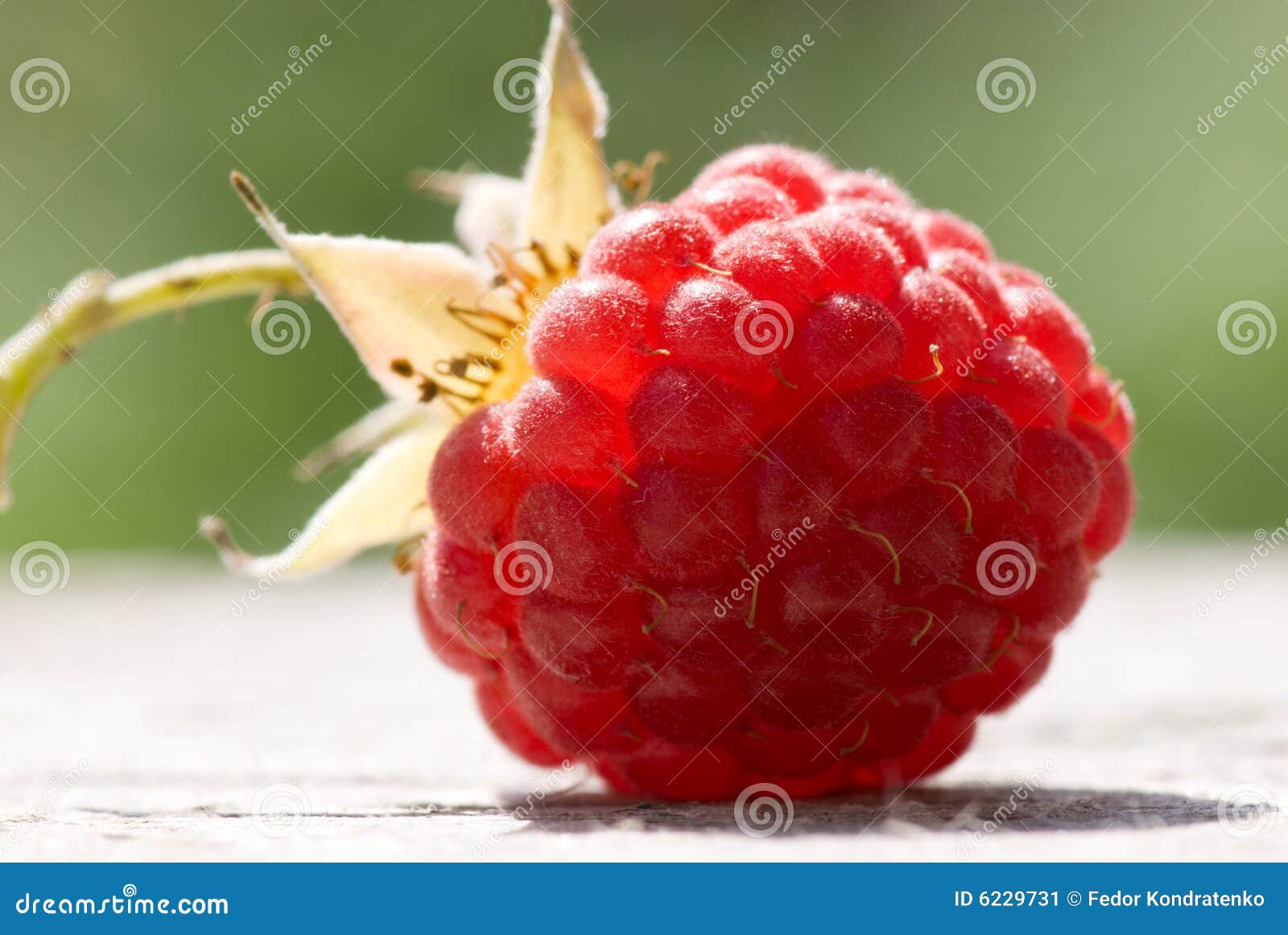 Just Harvested Raspberry Glowing on Sunlight Stock Image - Image of ...