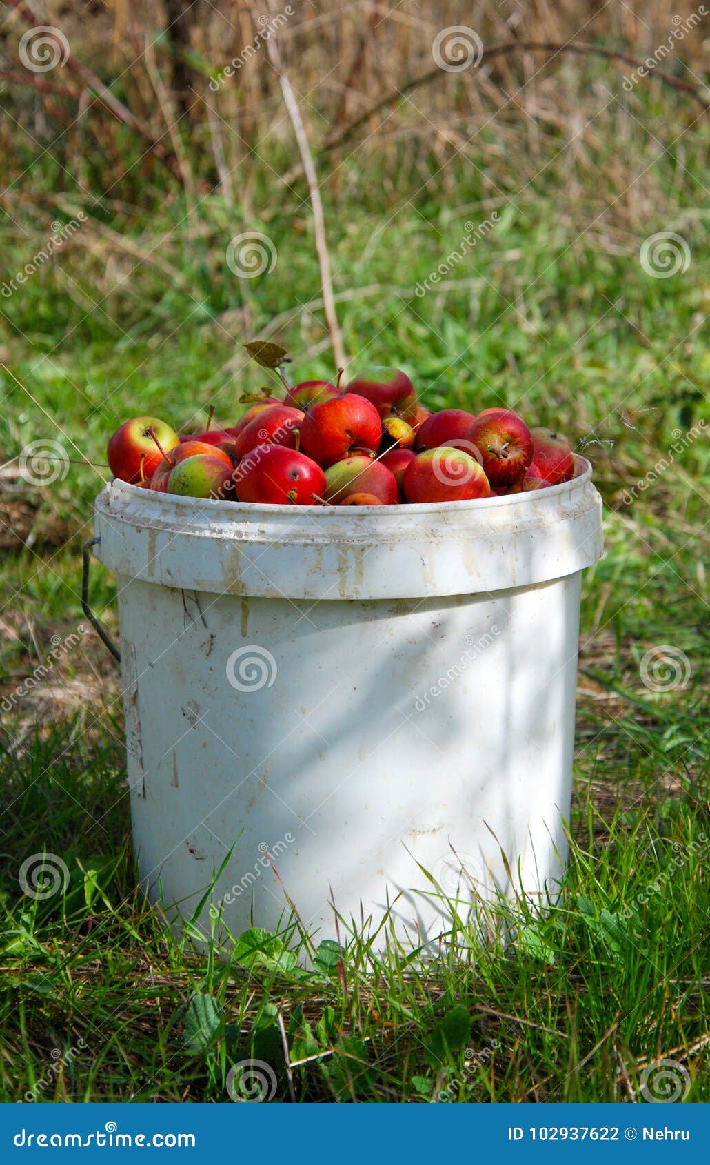 Just Harvested Ripe Red Organic Apples in a Plastic Pail Stock Photo ...