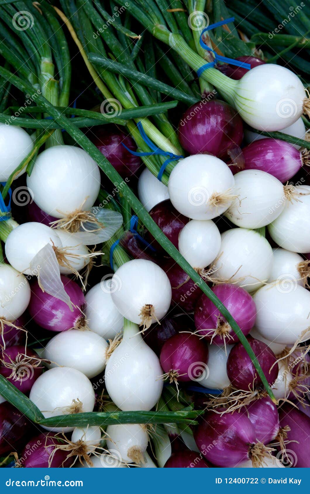Just Harvested Spring Onions Stock Photo - Image of produce, spring ...