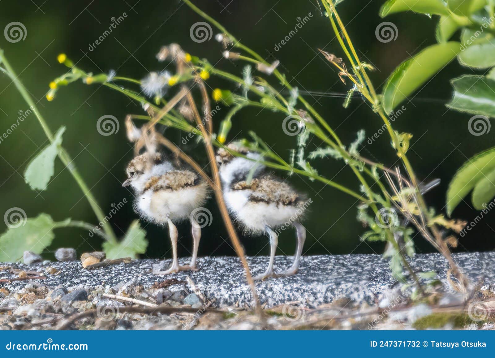 Just Hatched Little Ringed Plover Chick. Stock Photo - Image of plover ...