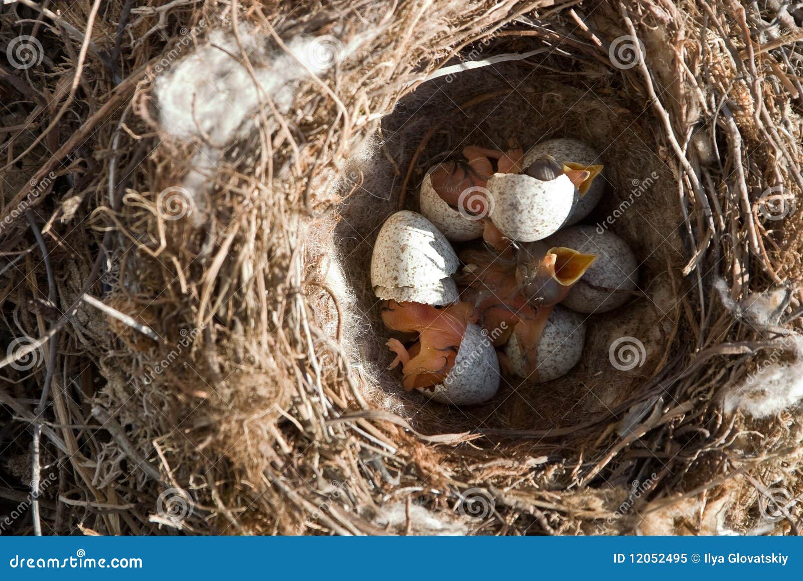 Just hatched nestlings stock image. Image of nest, close - 12052495