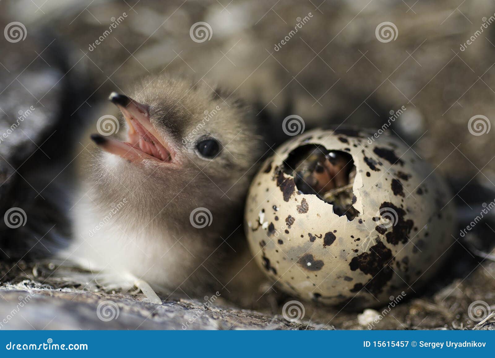 Just hatching baby bird. stock image. Image of baby, nest - 15615457