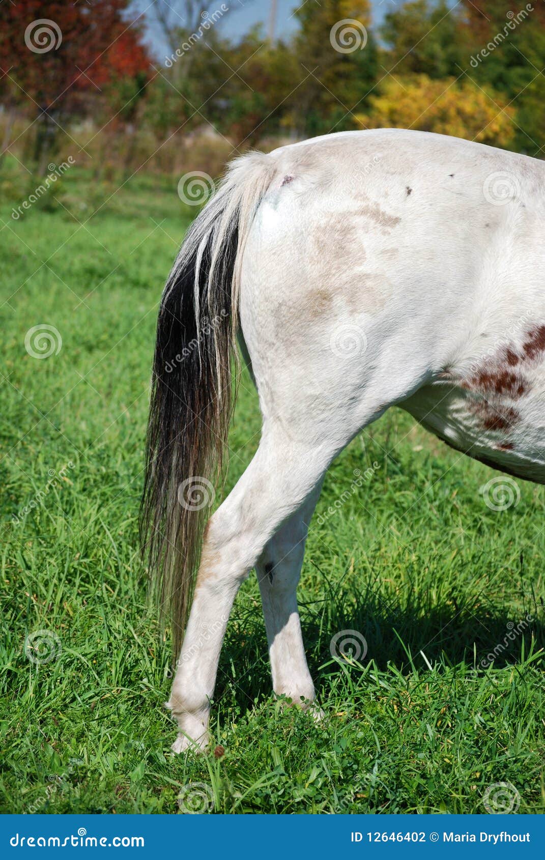 Rear end of a horse stock photo. Image of country, fall - 12646402