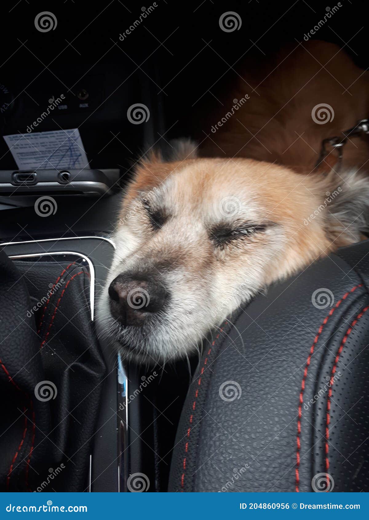 Just let me sleep, please stock photo. Image of nose - 204860956