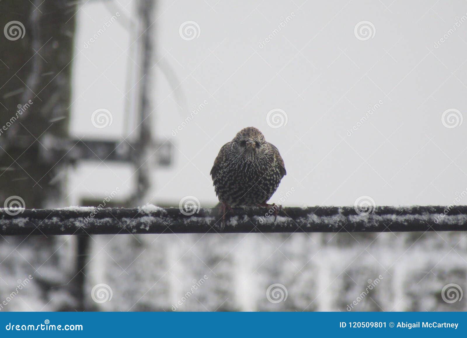 Bird in the Snow stock image. Image of british, little - 120509801
