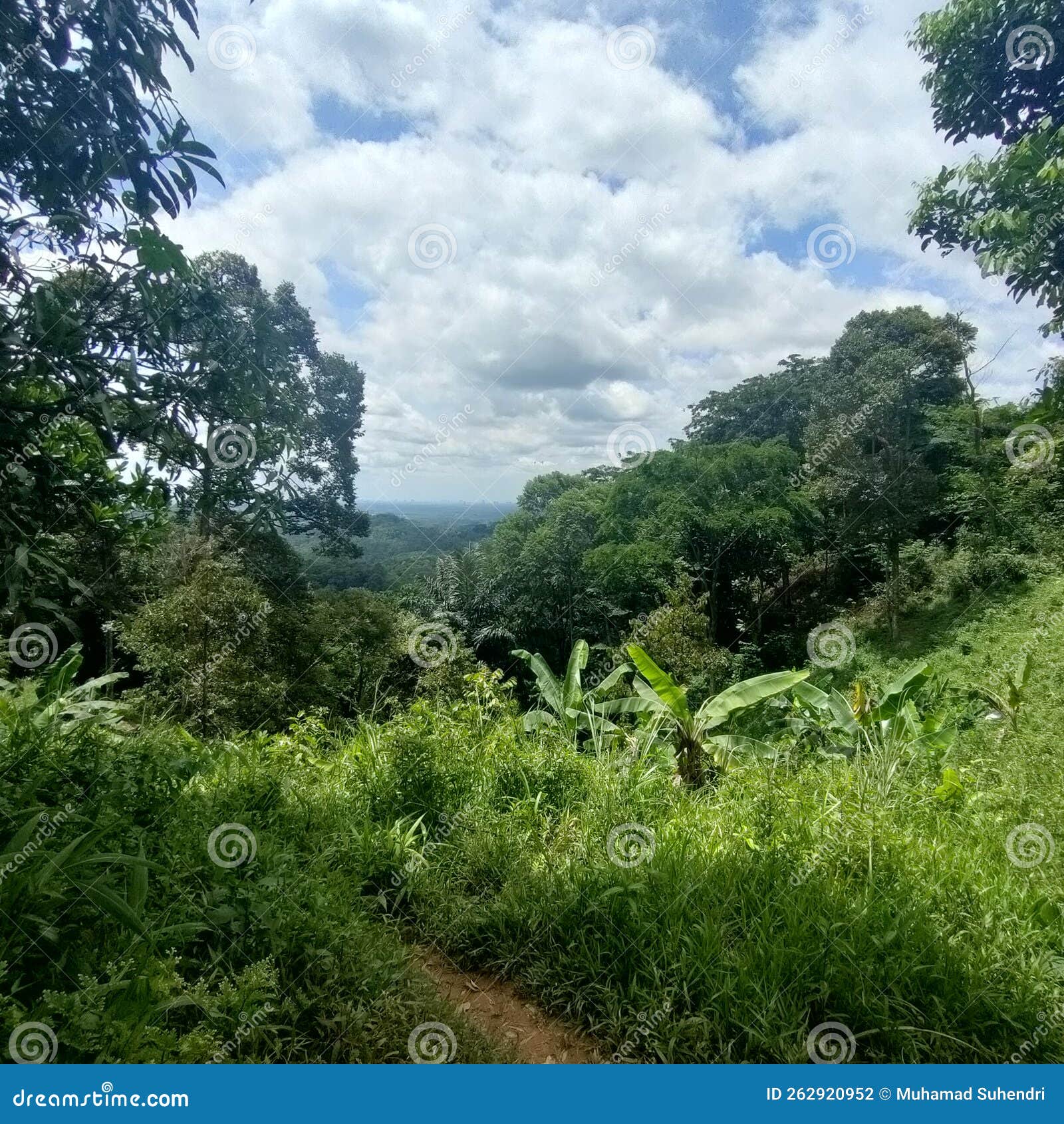 Just a little jungle stock photo. Image of leaf, little - 262920952