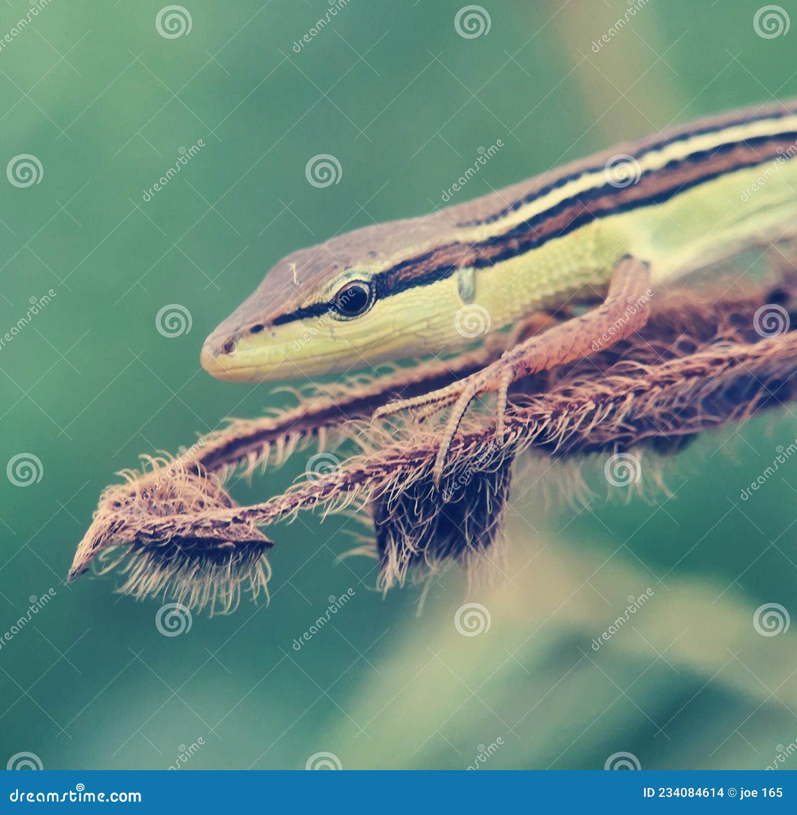 Just a little lizard. stock photo. Image of lizard, aggressive - 234084614