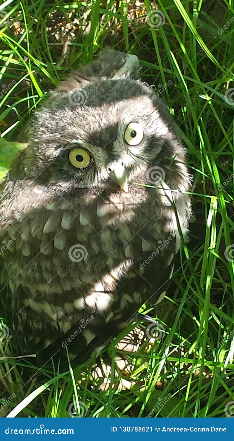 Just a Little Owl, Pretty Scared Stock Image - Image of little ...