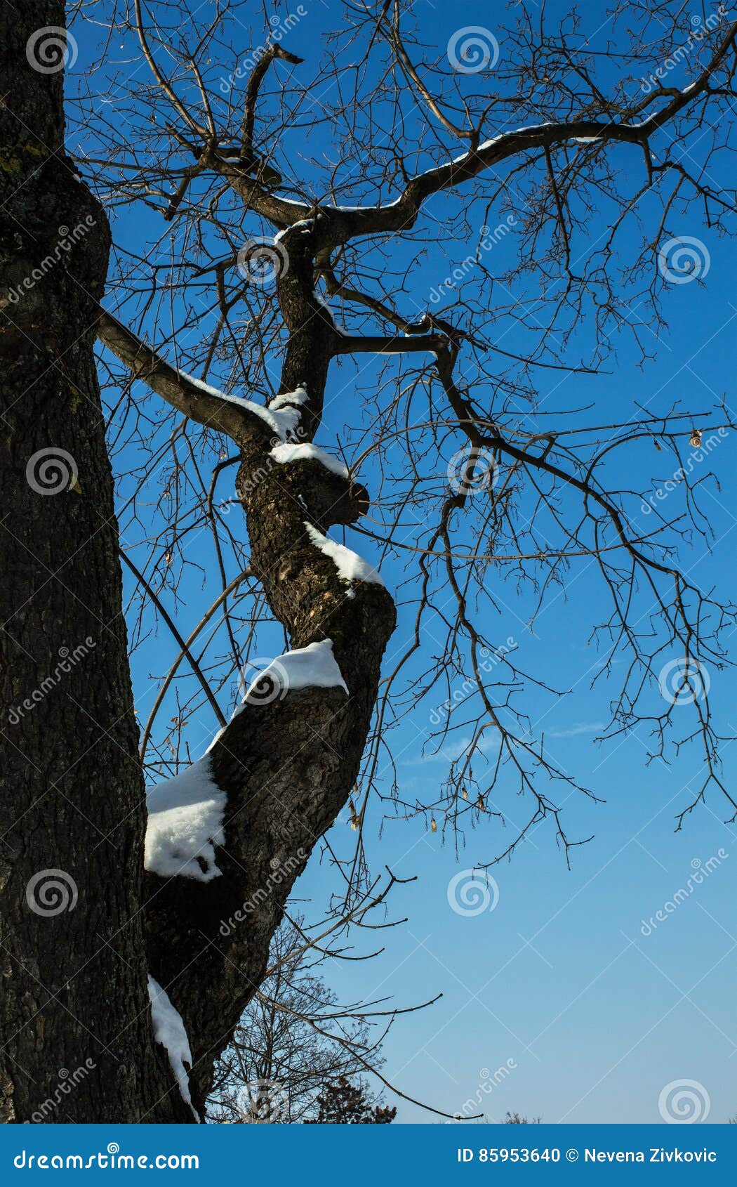 Just a little stretch stock photo. Image of twigs, leafless - 85953640