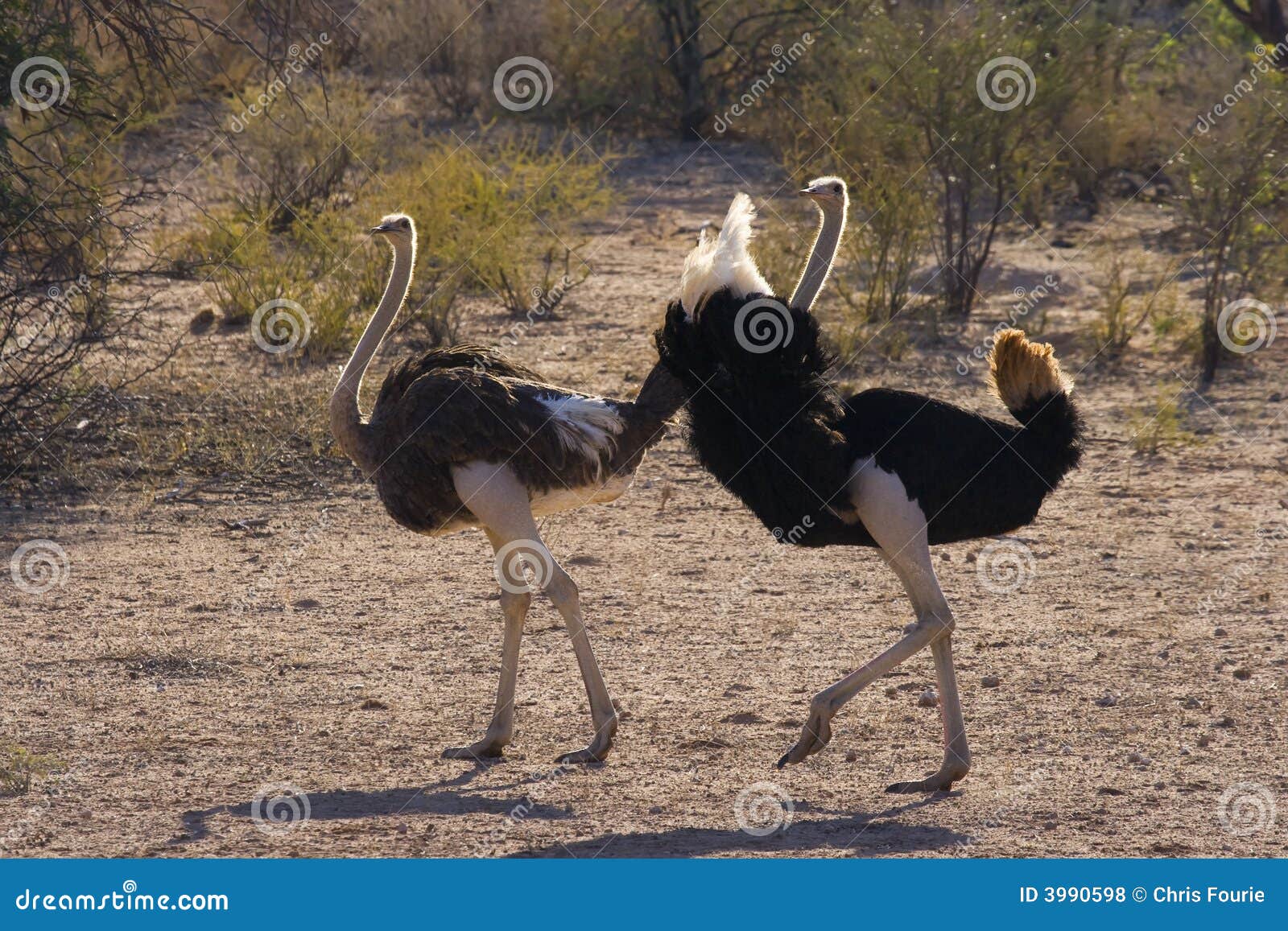 Just look at me please stock photo. Image of parks, natural - 3990598