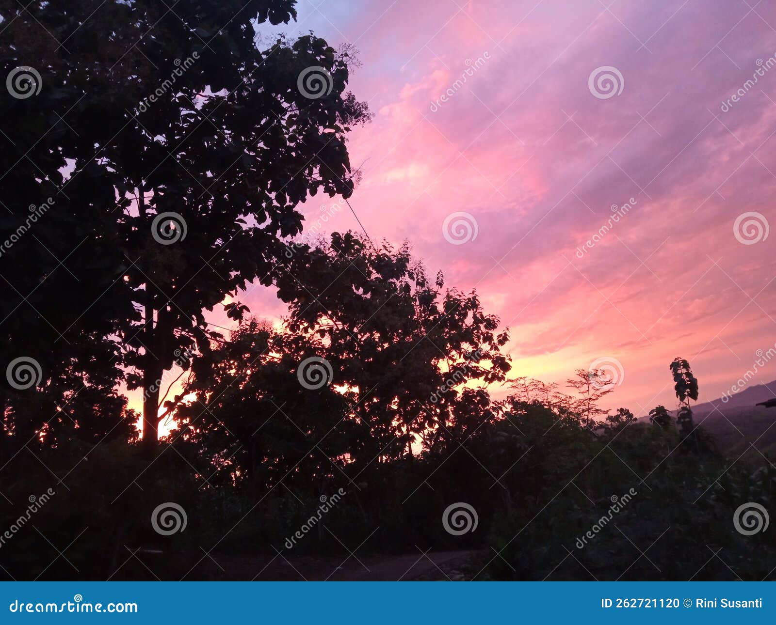 Just looking sky stock photo. Image of tree, dawn, sunrise - 262721120