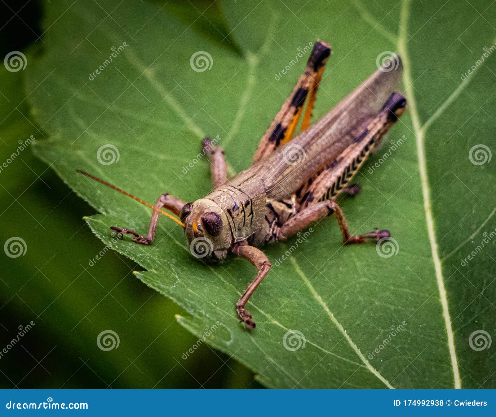 A Brown Grasshopper Rests on a Leaf in an Early Morning Meadow Stock ...