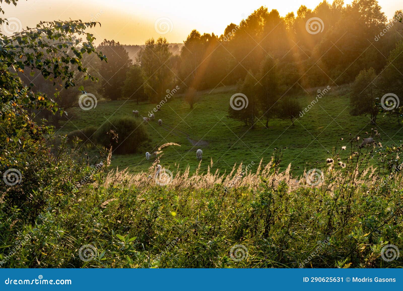 Just nature and cows stock image. Image of morning, sunlight - 290625631