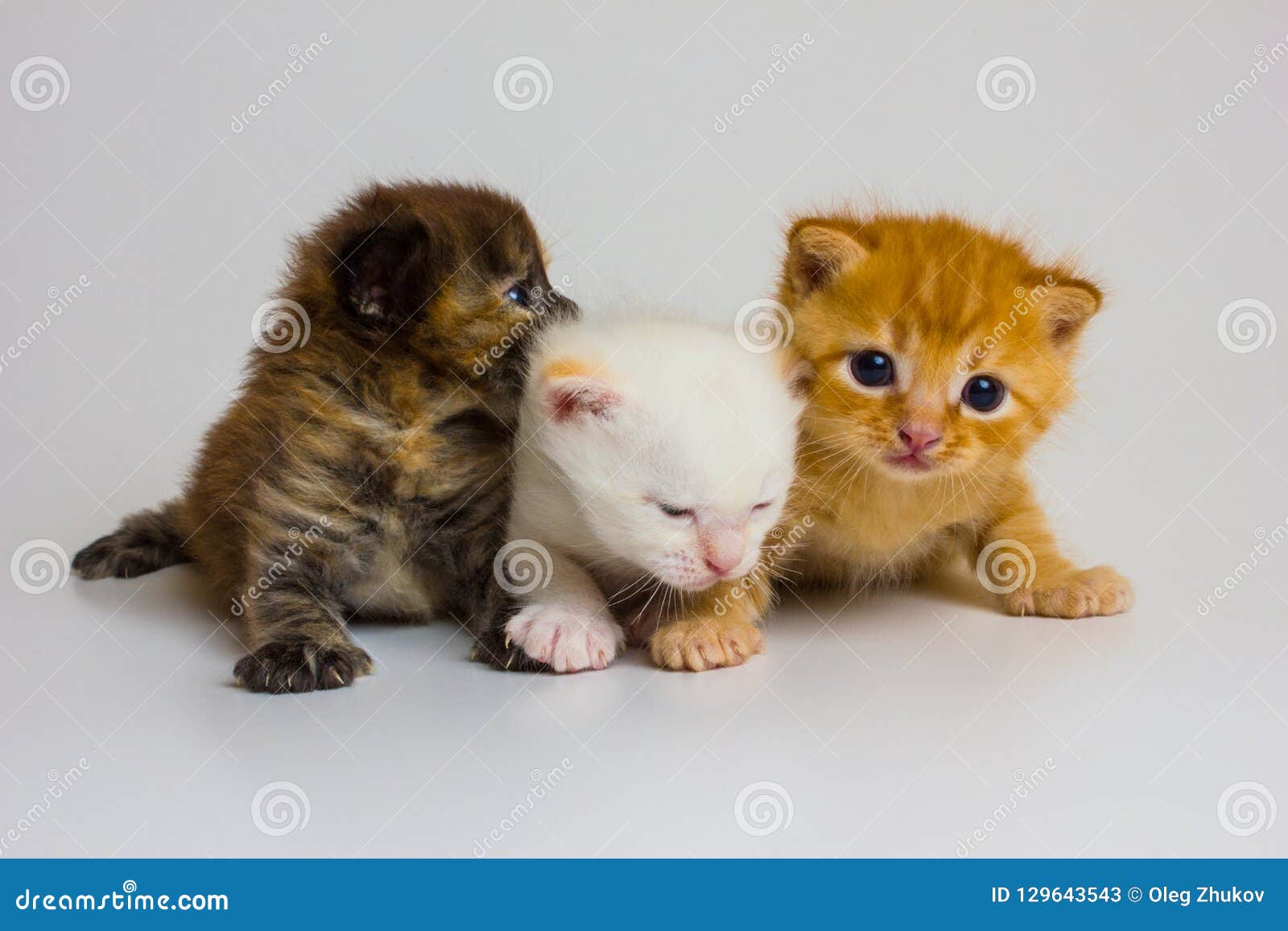 Just new born kitten stock image. Image of litter, kitten - 129643543