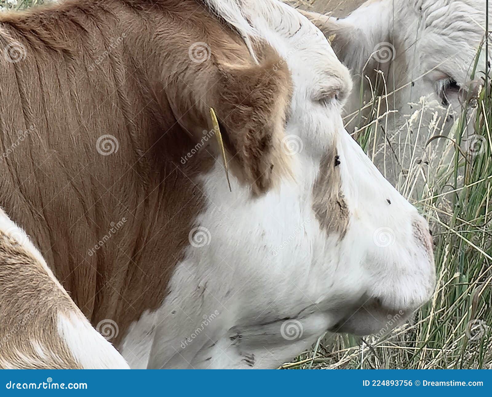 Just a normal cow stock photo. Image of mammal, goats - 224893756