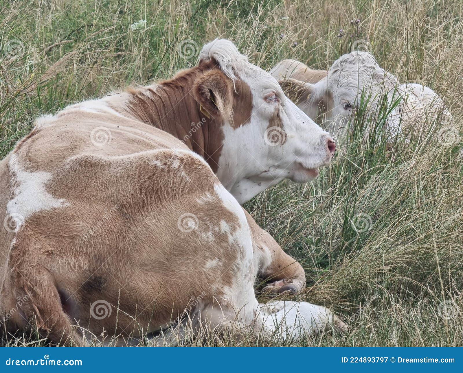 Just a normal cows eating stock image. Image of cows - 224893797