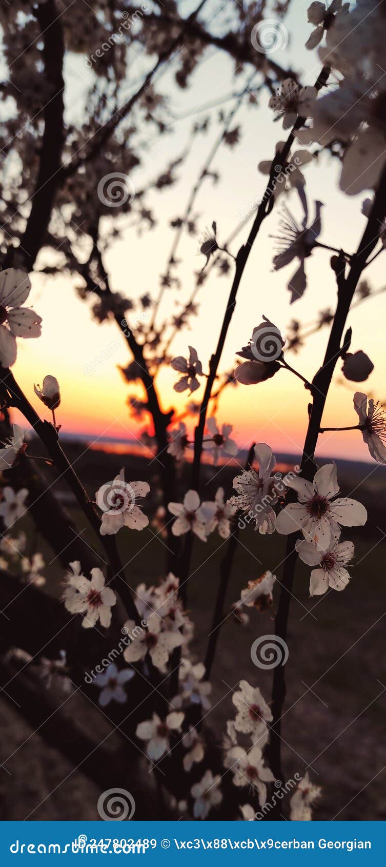 Just a normal spring stock image. Image of sunlight - 247802489