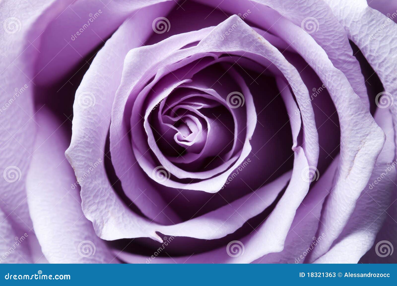Just opened purple rose stock image. Image of perfume - 18321363 Just opened purple rose stock image. Image of perfume - 18321363