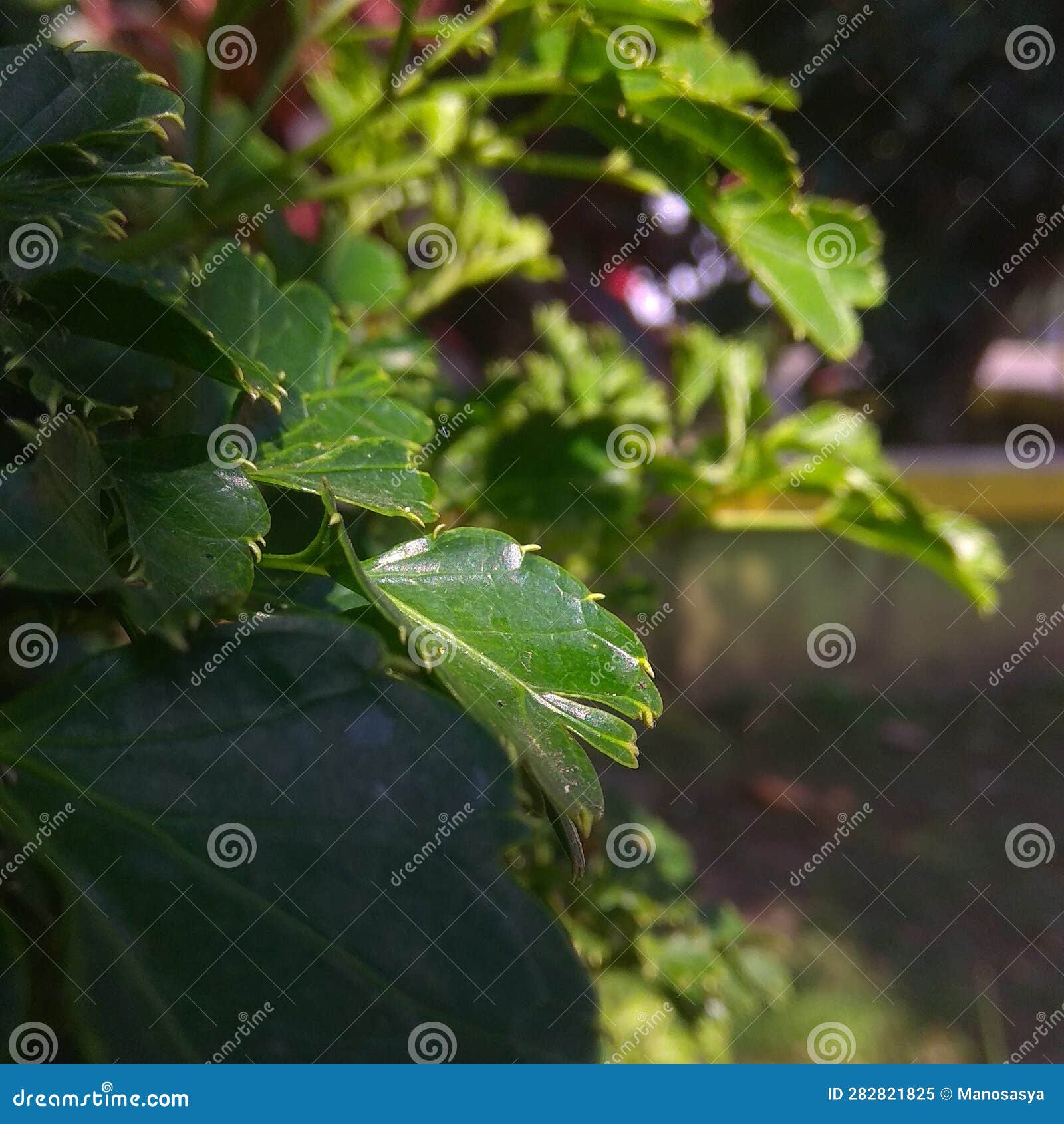 Just an Ordinary Green Leaf Which is Exposed To Sunlight Stock Image ...