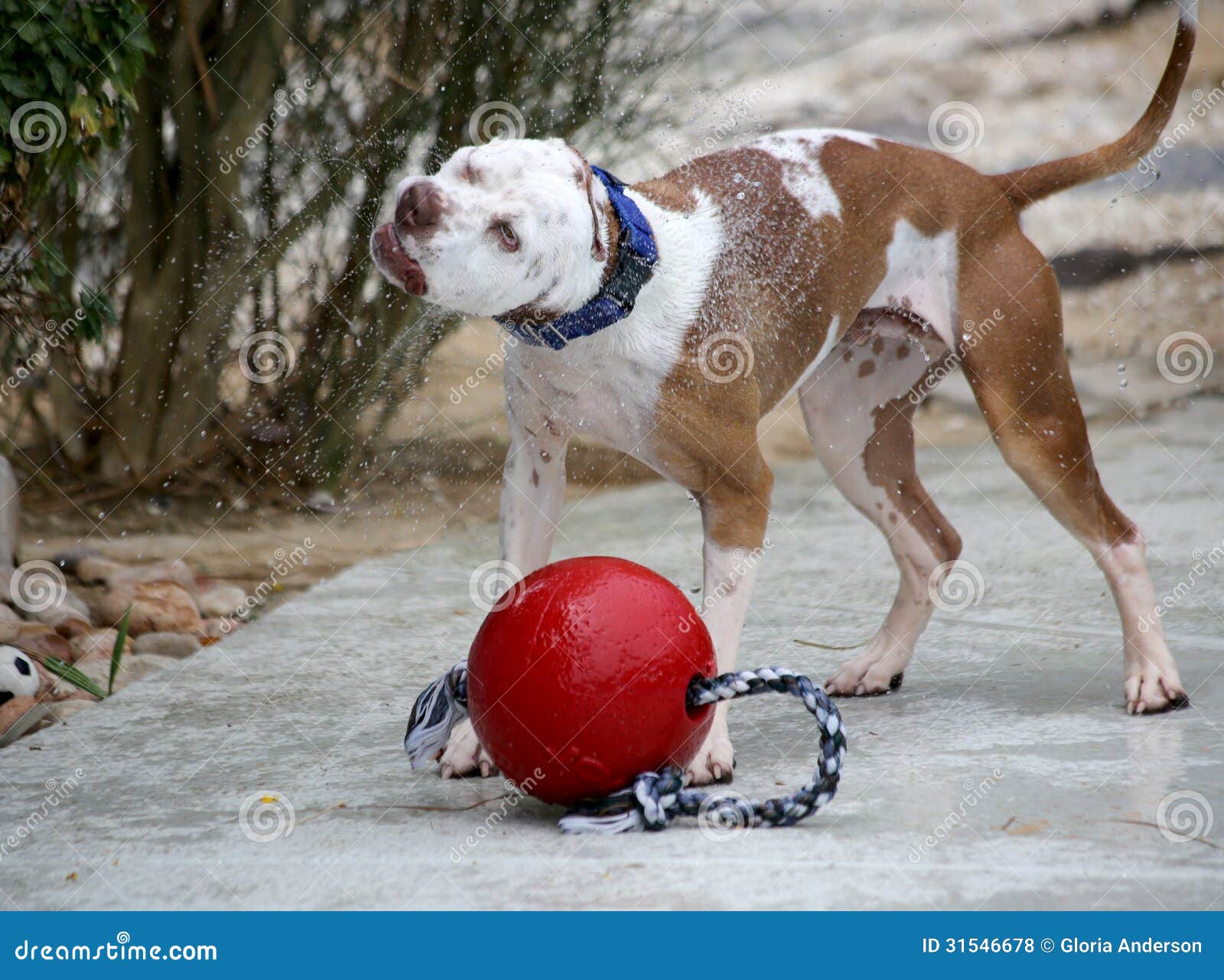 Just out of the pool shake stock photo. Image of rope - 31546678