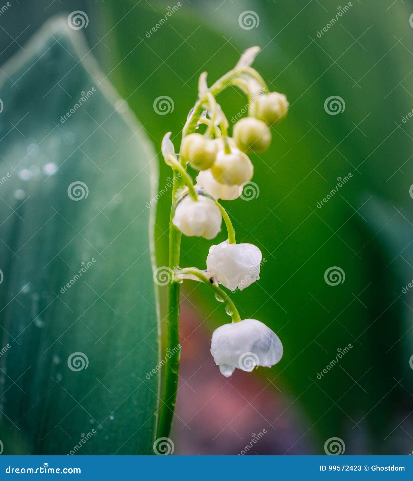 May-lily stock image. Image of mist, spring, wood, dawn - 99572423