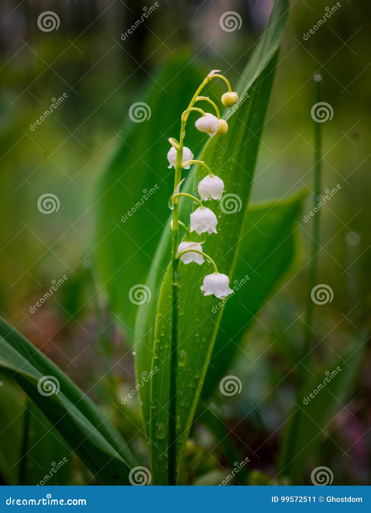 May-lily stock image. Image of plant, water, dawn, forest - 99572511