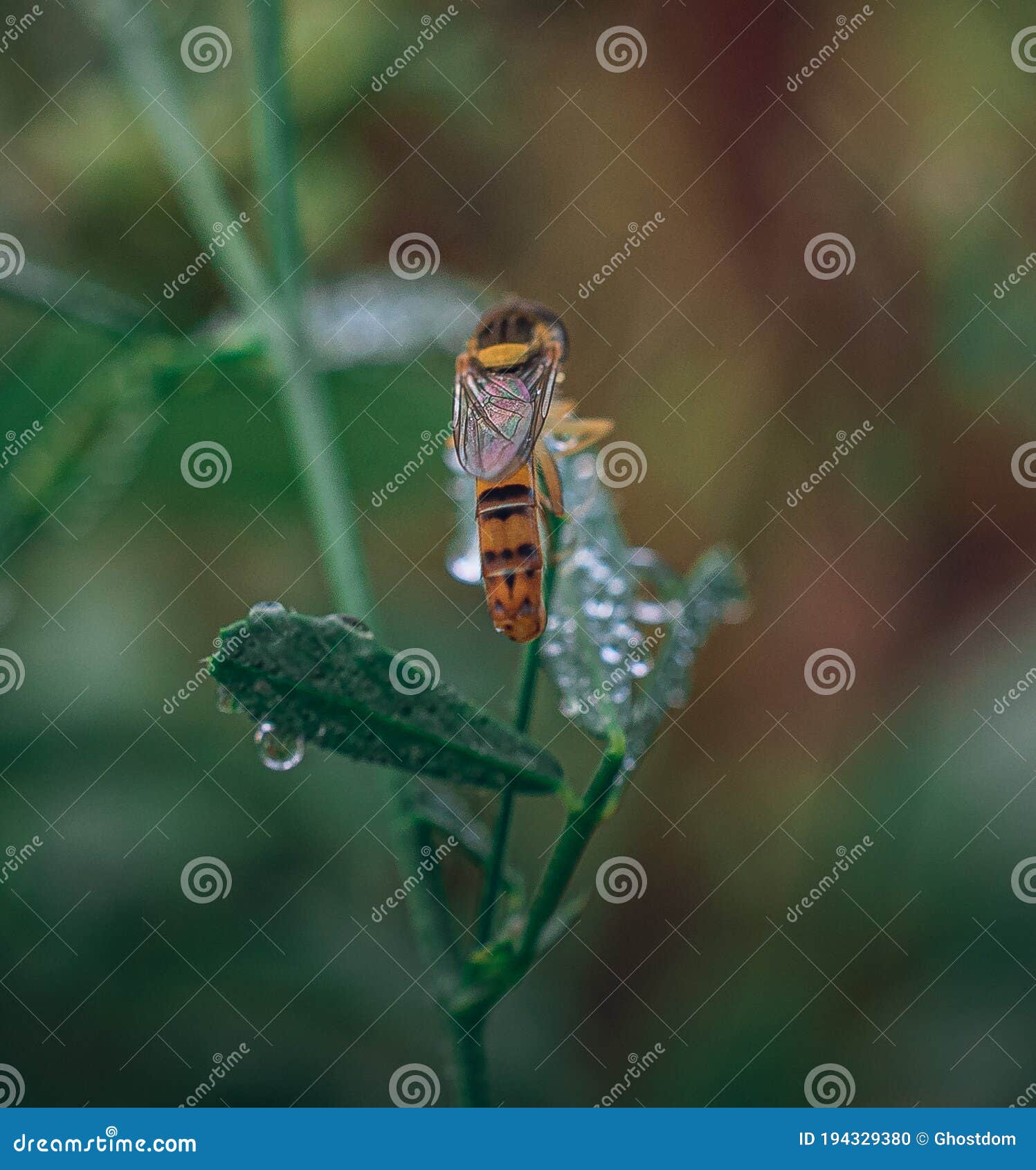 Summer insects stock photo. Image of insect, macro, isolated - 194329380
