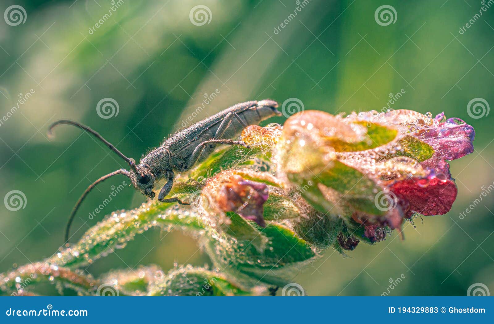 Summer insects stock image. Image of summer, butterfly - 194329883