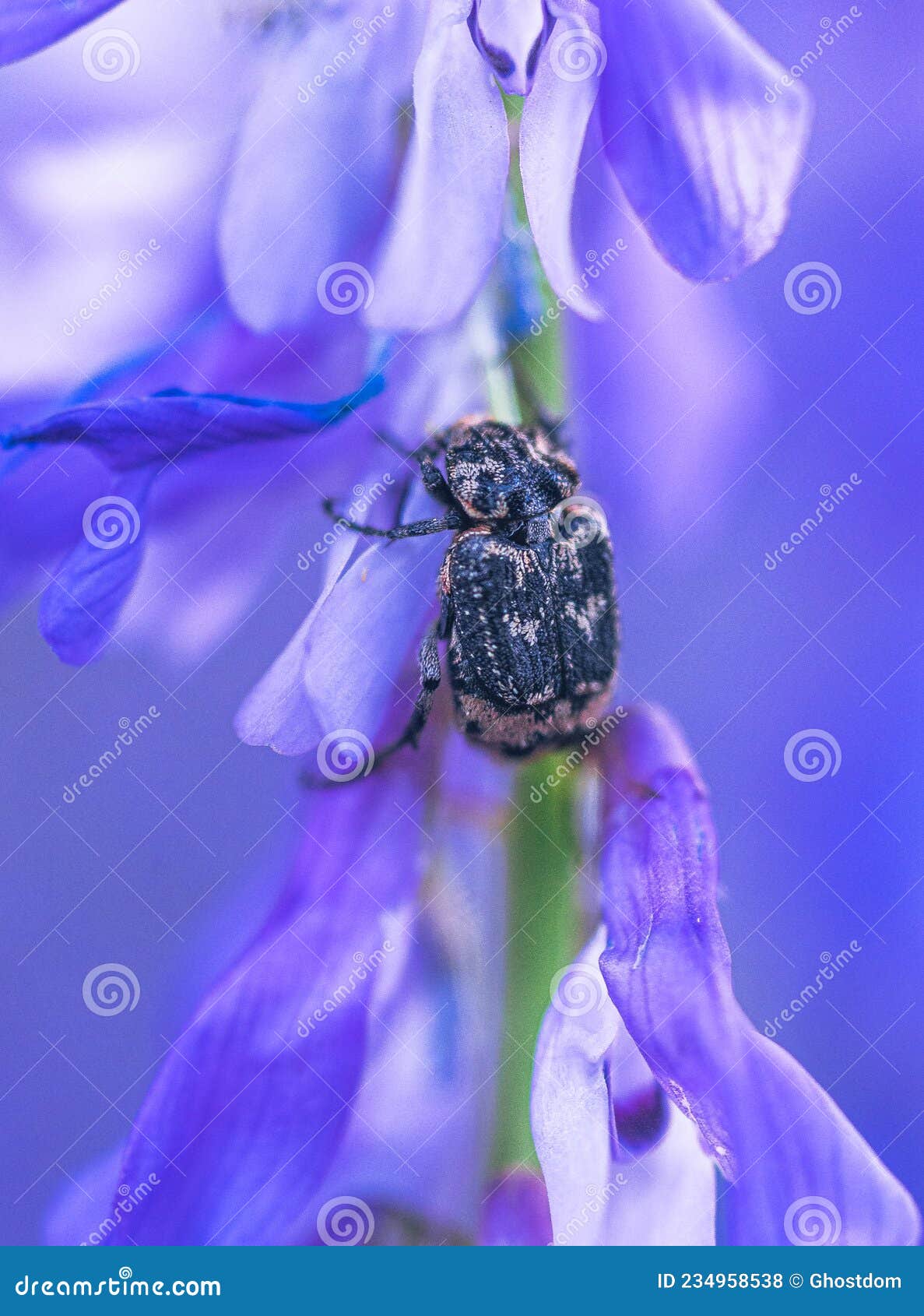 Summer insects stock photo. Image of nature, summer - 234958538