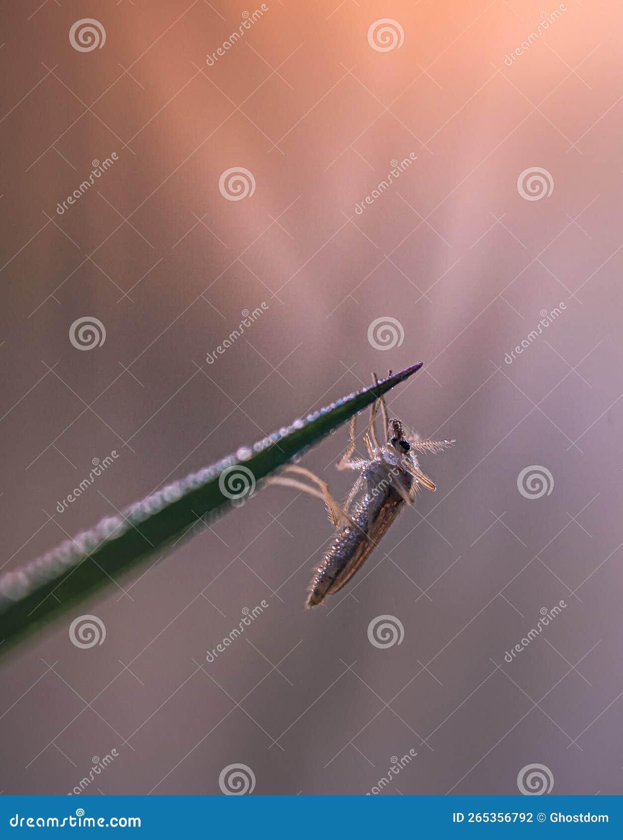Summer insects stock photo. Image of isolated, butterfly - 265356792