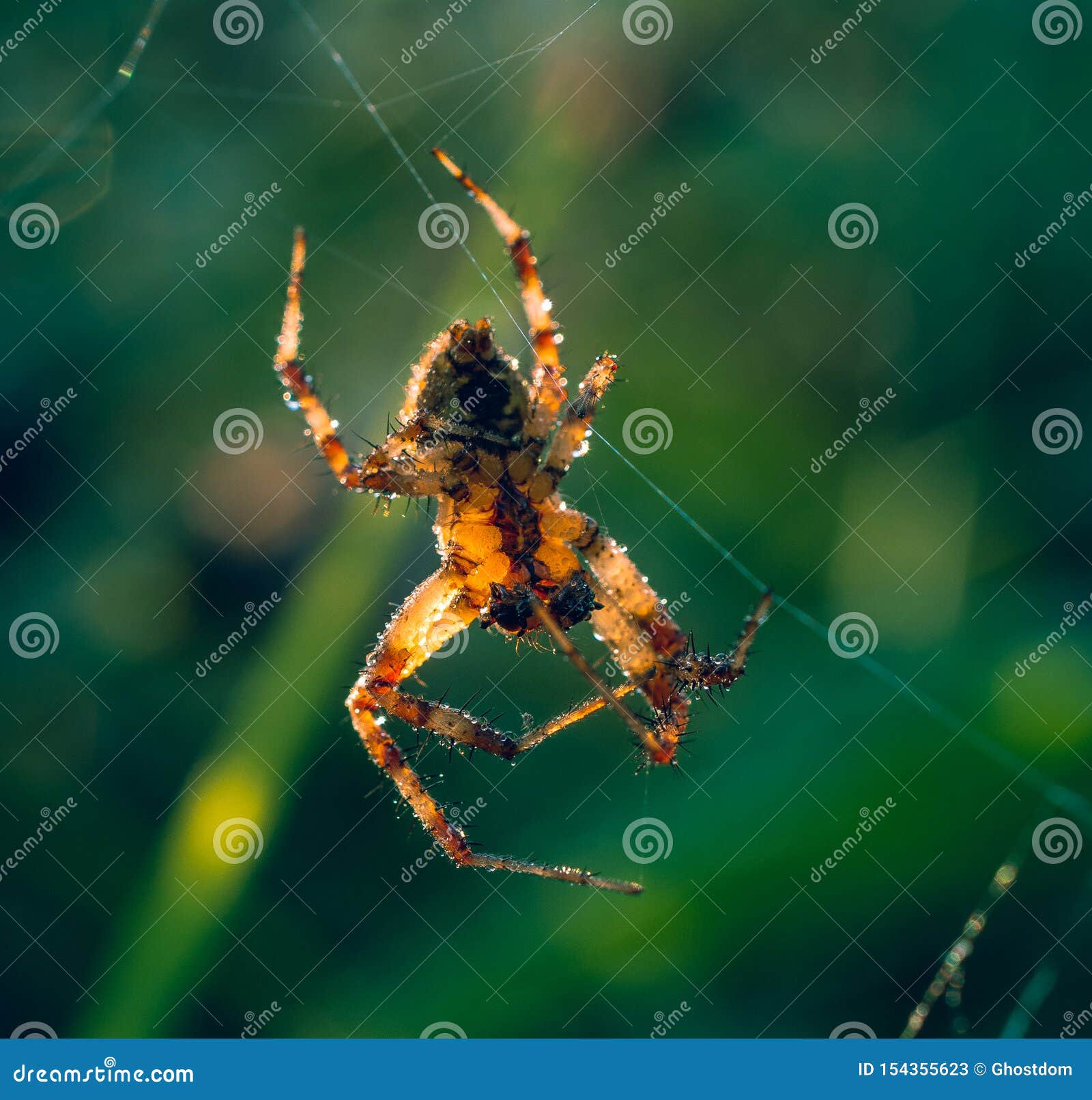 Spider stock image. Image of spring, animal, closeup - 154355623