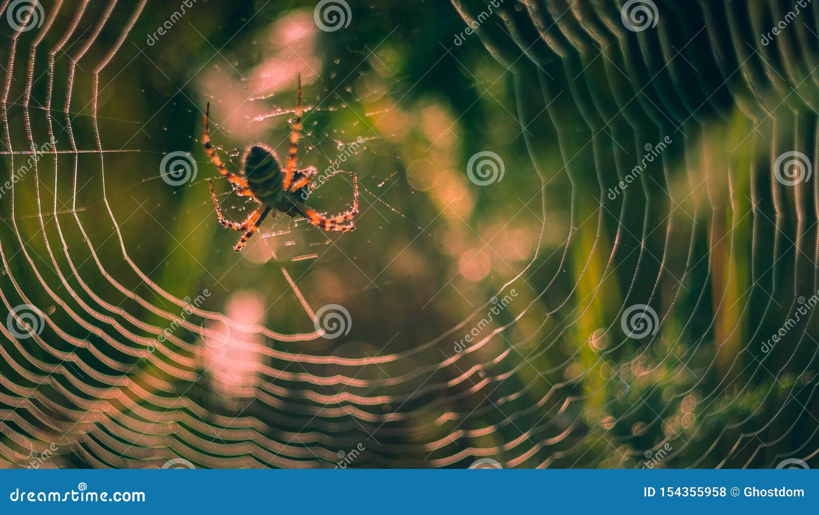 Spider stock photo. Image of macro, arthropod, spring - 154355958