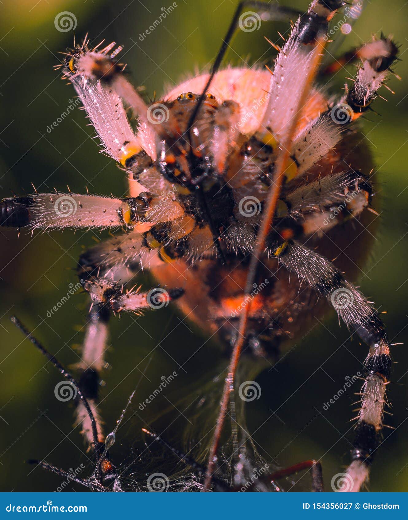 Spider stock image. Image of nature, brown, spider, closeup - 154356027