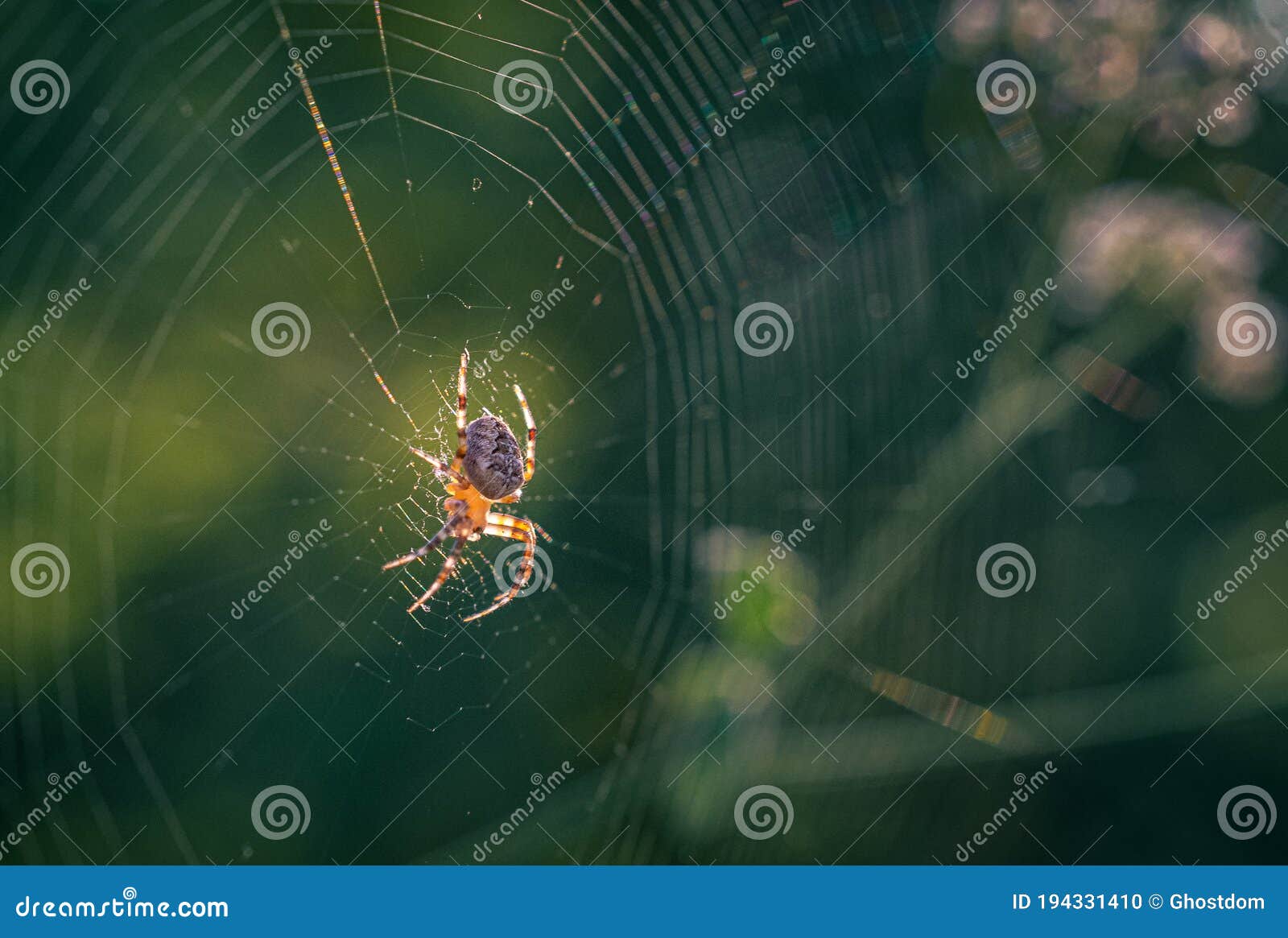 Spider stock photo. Image of nature, brown, spring, arthropod - 194331410