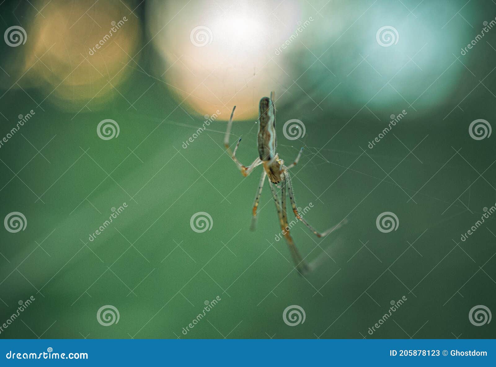 Spider stock image. Image of insect, isolated, brown - 205878123