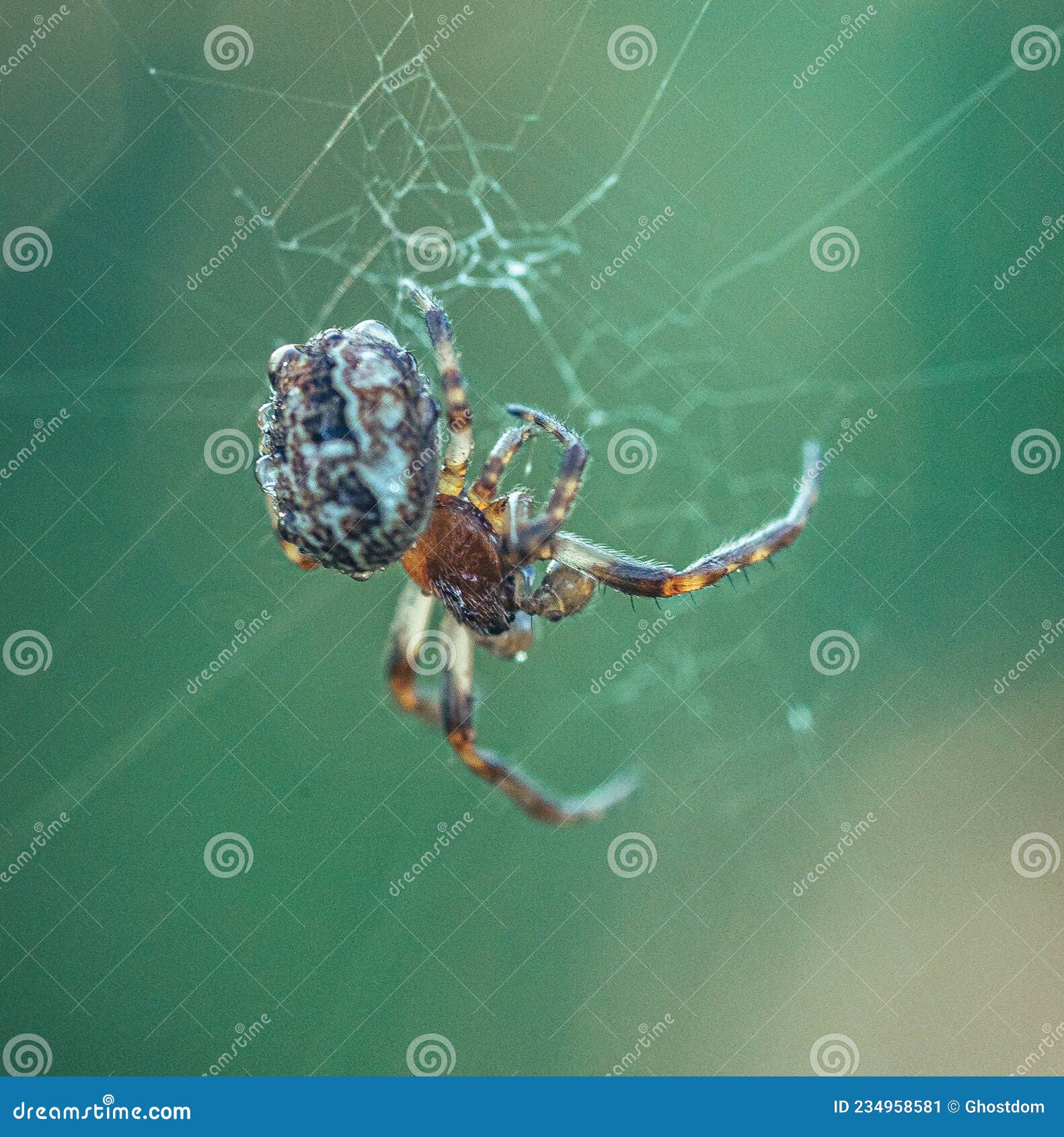 Spider stock image. Image of spider, nature, spring - 234958581