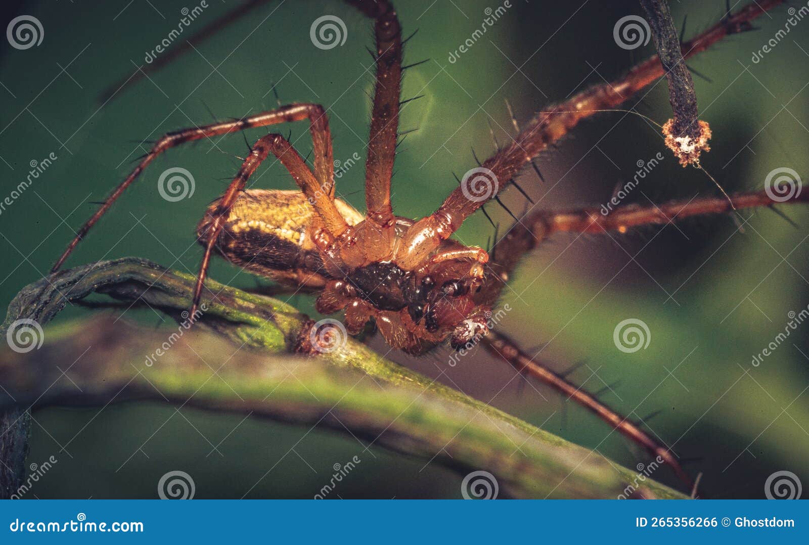 Spider stock photo. Image of nature, spring, insect - 265356266