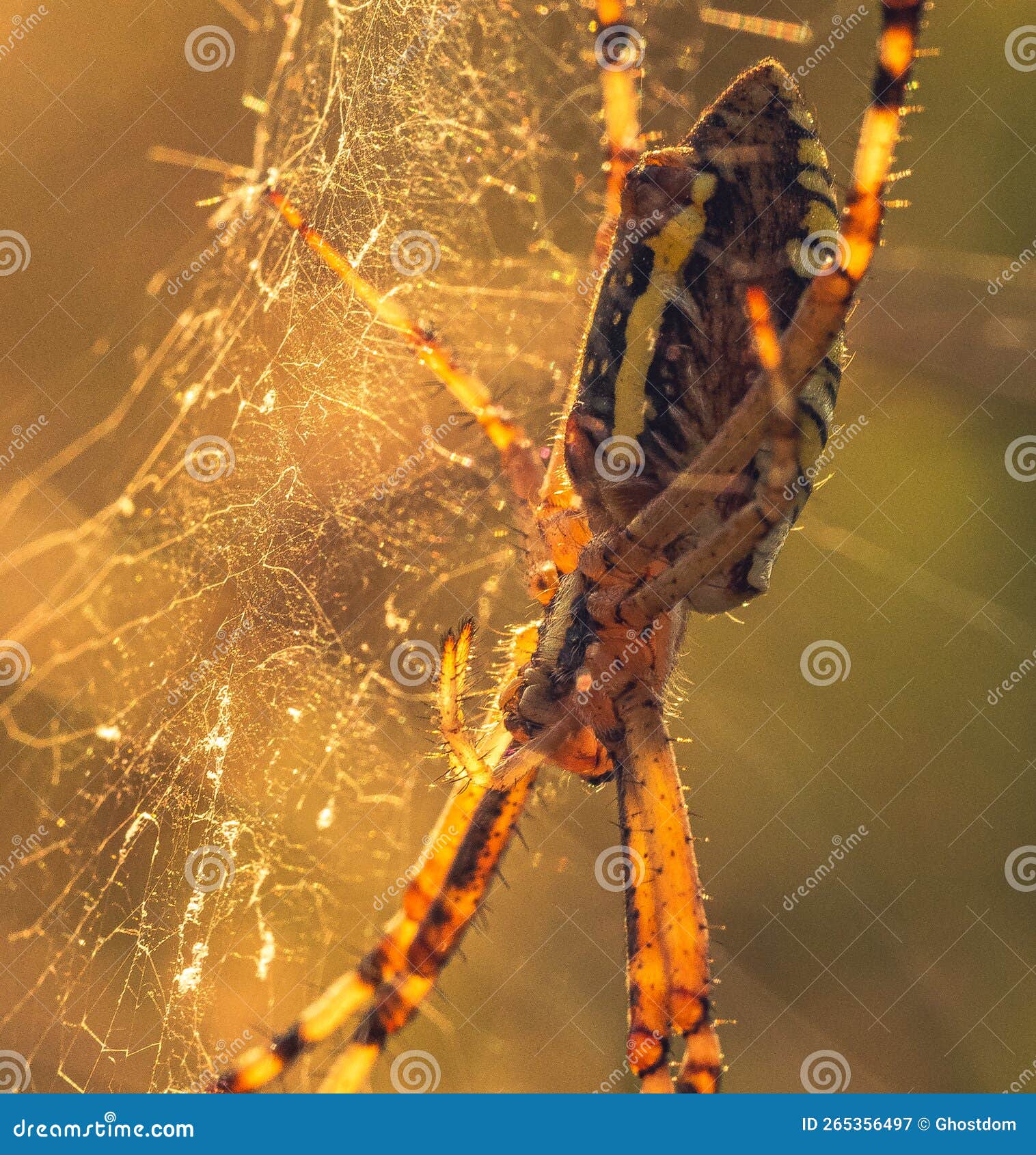 Spider stock image. Image of closeup, orange, animal - 265356497