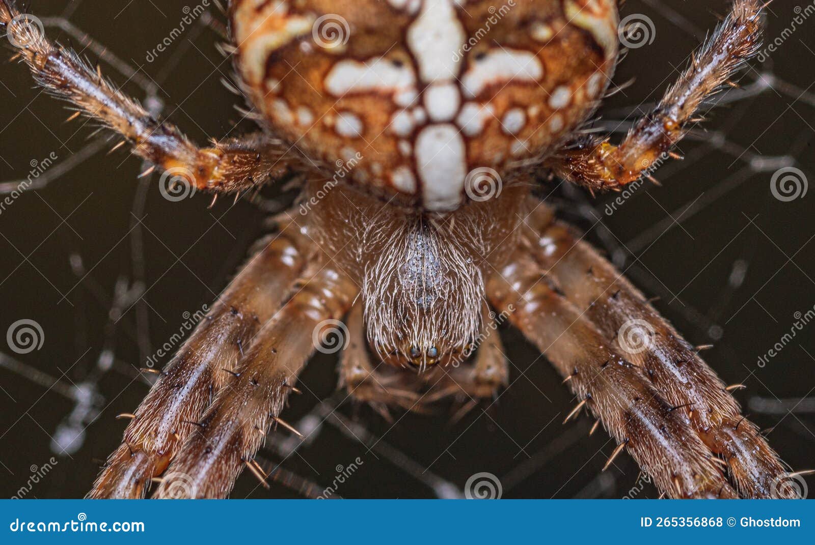 Spider stock photo. Image of brown, animal, yellow, orange - 265356868