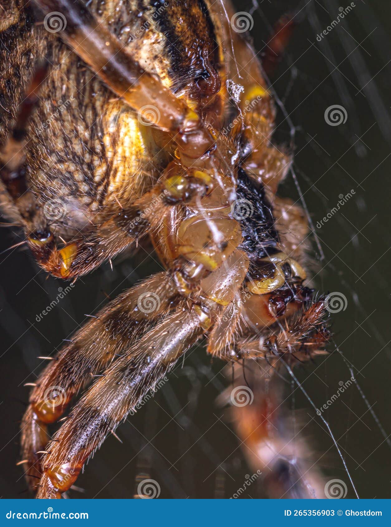 Spider stock image. Image of macro, spring, brown, closeup - 265356903