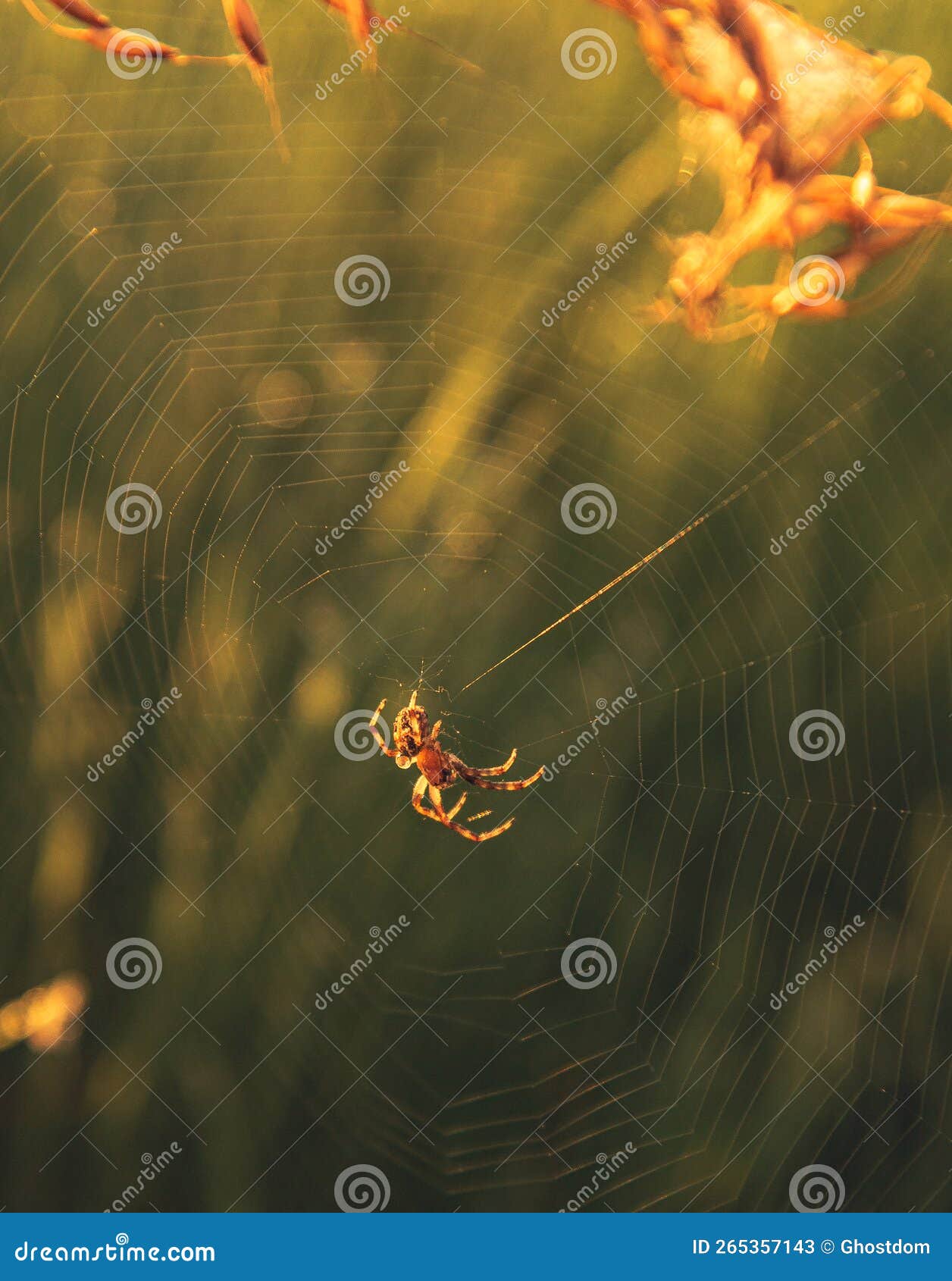 Spider stock image. Image of yellow, closeup, spring - 265357143