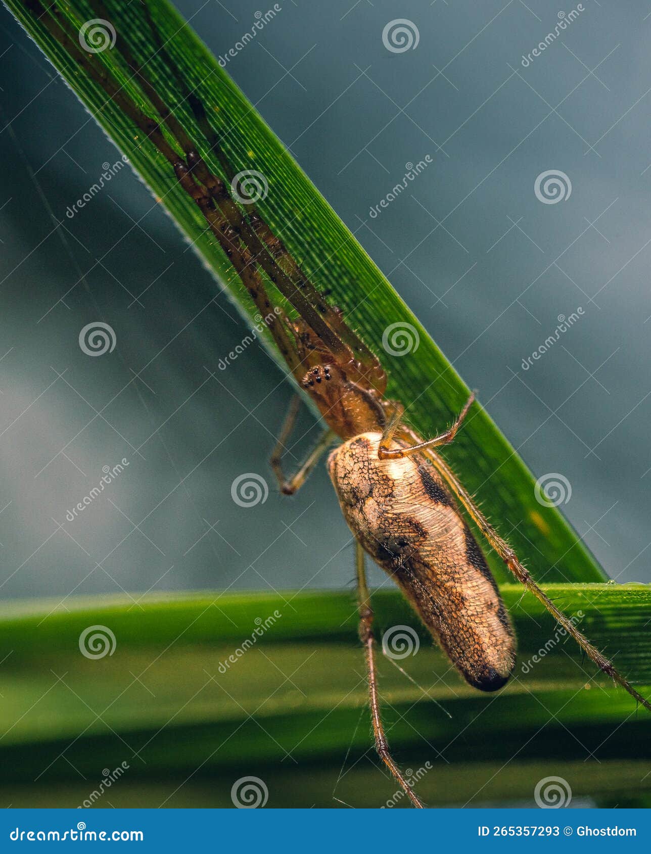 Spider stock image. Image of isolated, macro, orange - 265357293