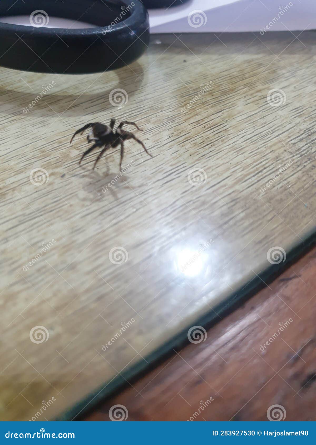 Spider on the table stock photo. Image of animal, spider - 283927530
