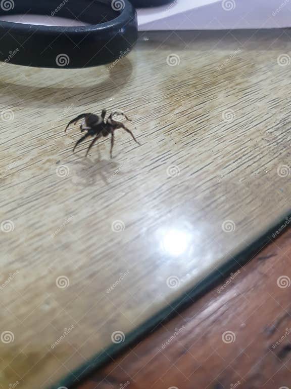 Spider on the table stock photo. Image of animal, spider - 283927530
