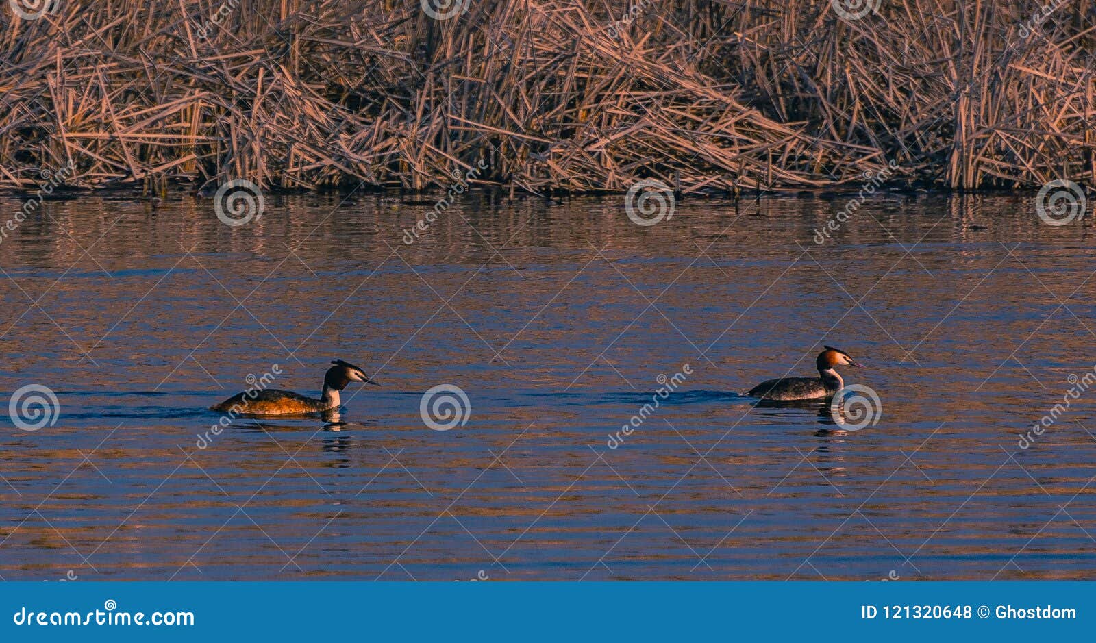 Wild duck stock photo. Image of wing, dusk, bird, spring - 121320648