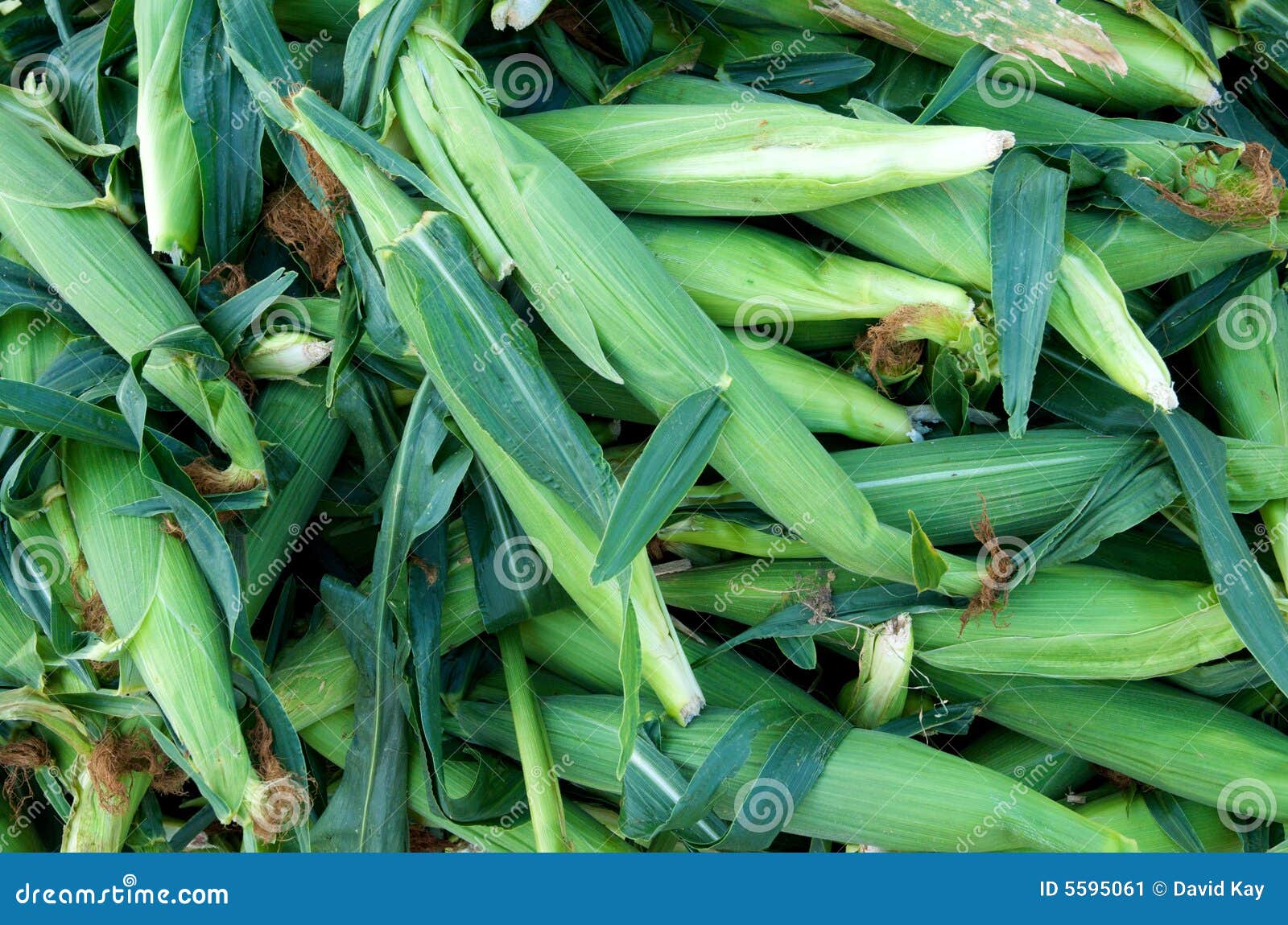 Just picked corn stock image. Image of food, backgrounds - 5595061