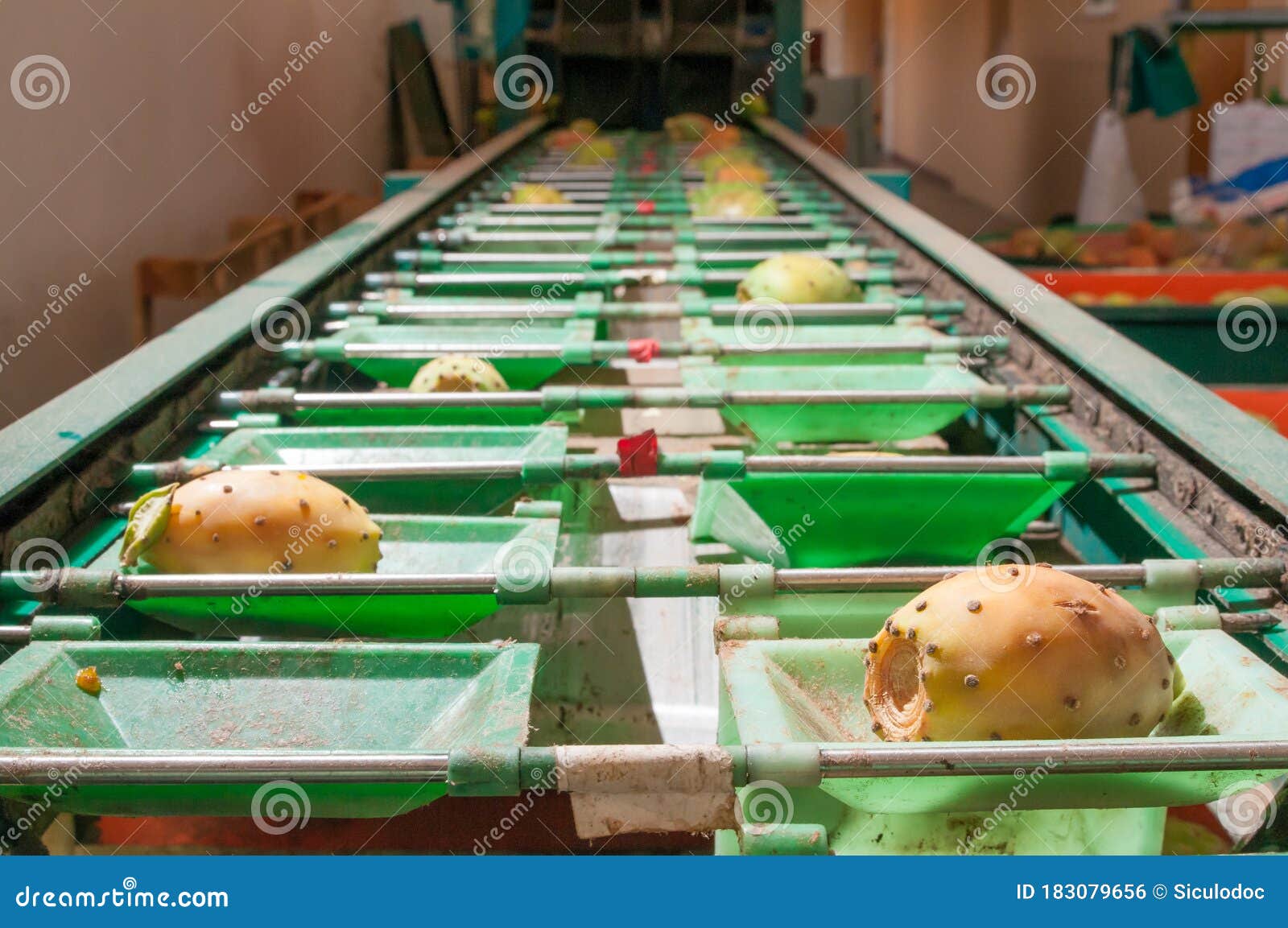 The Working of Prickly Pears Stock Photo - Image of harvest, phase ...