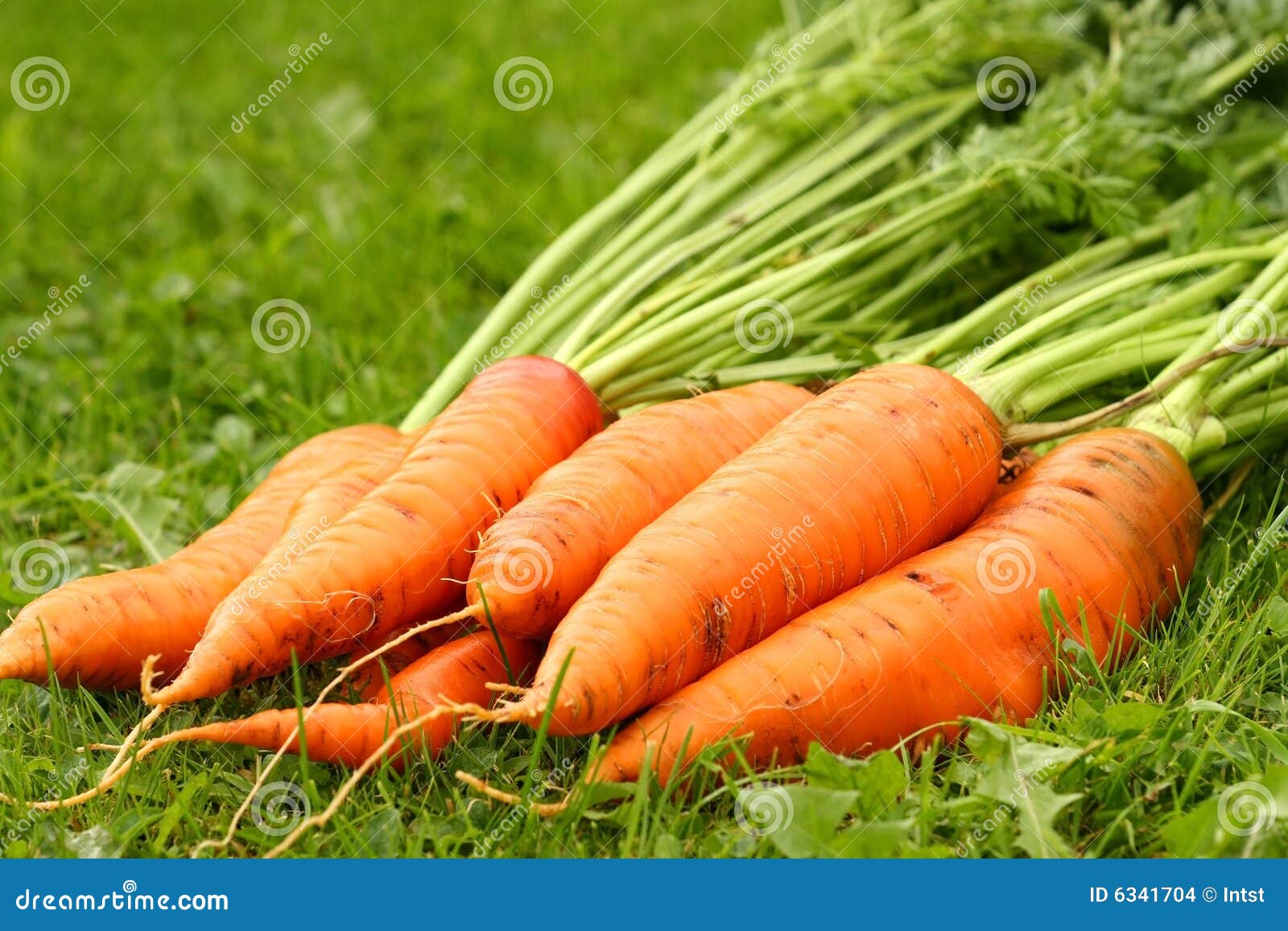 Just Picked Fresh Organic Carrots Stock Photo - Image of orange, food ...